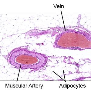 Arteries Veins And Capillaries Microscope