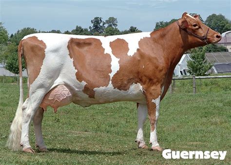 Guernsey Cow Artofit
