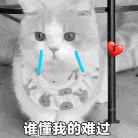 小猫咪谁懂我的难过表情包表情包图片gif动图 求表情网 斗图从此不求人