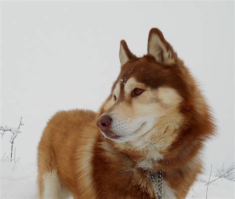 Husky Sibérien Chien Mascotte Ami Photo gratuite sur Pixabay Pixabay