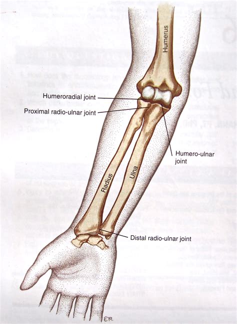 Ulna Definition Location Anatomy Functions Diagram