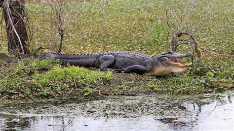The Largest Alligator Weighing In At Pounds Caught Alive In Texas