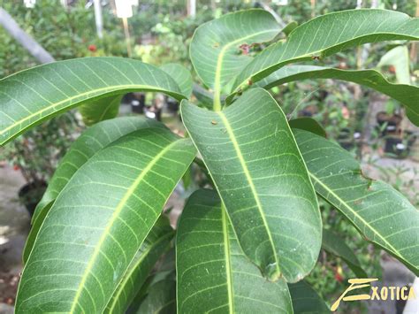 Mangifera Indica Mango Plantencentrum Exotica