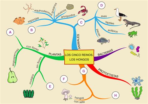 Arriba Imagen Mapa Mental De Los Reinos De La Naturaleza Abzlocal Mx