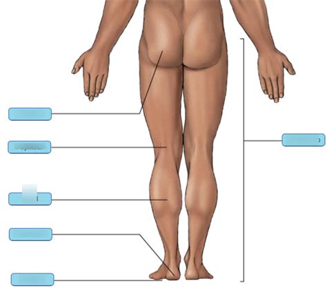 Regional Terminology Diagram Quizlet