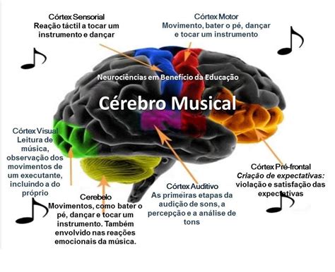Cerebro Musical Neurociencia Musicoterapia Anatomia Del Cerebro Humano