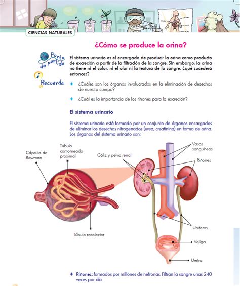 Ciencias Naturales Sistema Excretor Segundo Periodo Grado The Best