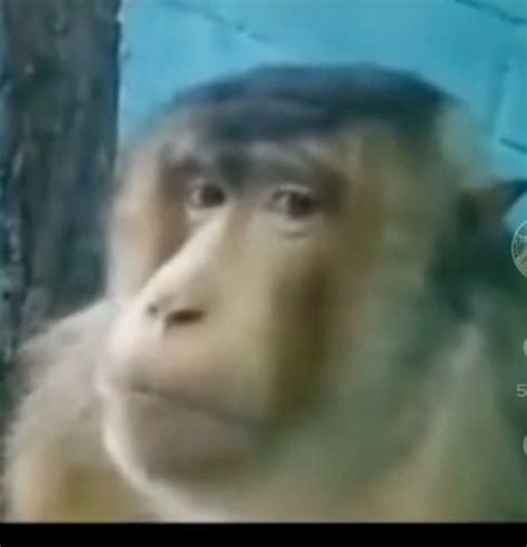 Mi Cara Cuando Funny Monkey Pictures Monkeys Funny Monkey Memes