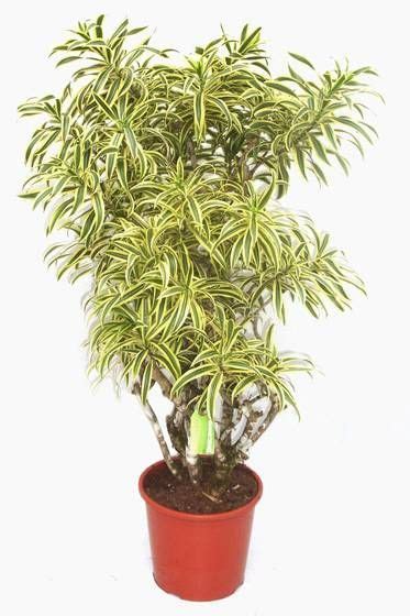 A Small Potted Plant With Green Leaves