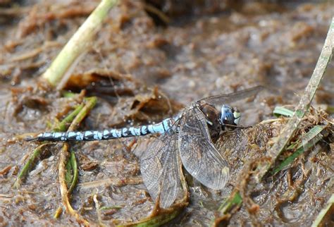 Réf 48537 INSECTA Odonata Aeshnidae Aeshna caerulea