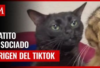 Este Es El Origen Del Video Viral Del Gatito Negro Disociado De TikTok