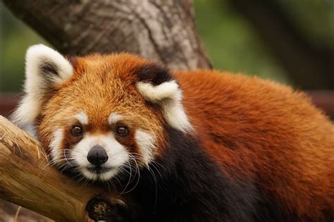 5 animaux adorables menacés dextinction