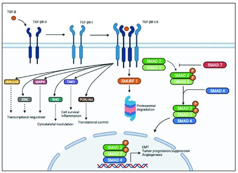 Schematic representation of TGF β signaling pathway In the canonical