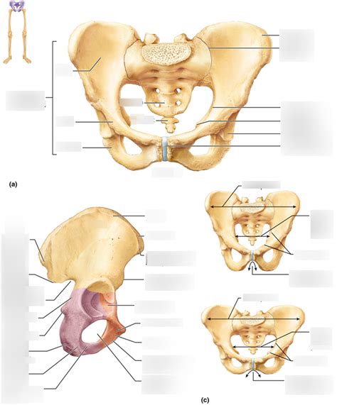 Bones Of The Pelvic Girdle Diagram Quizlet