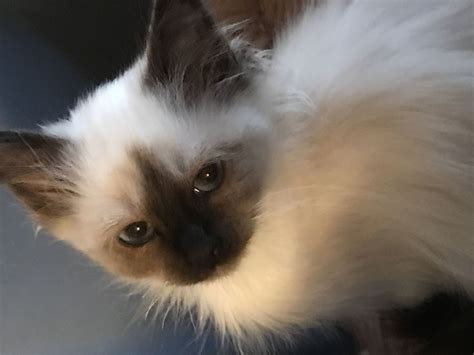 Chatons Sacré Birmanie À 1000 Disponible De Suite 77410 unCompagnon fr