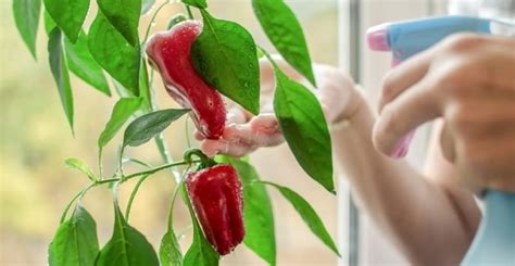 Cómo cultivar pimientos en maceta El rincón del huerto urbano