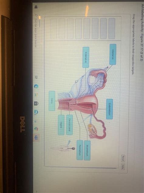 Solved Art Labeling Activity Figure 27 17 12 Of 2 Drag The Chegg