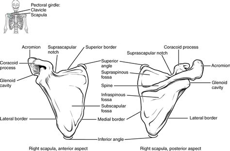 The Pectoral Girdle Anatomy And Physiology