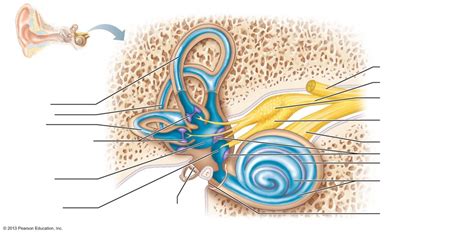 Inner Ear Labeling Diagram Quizlet