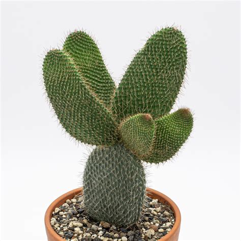 Opuntia Galapageia Kakteen Gautschi