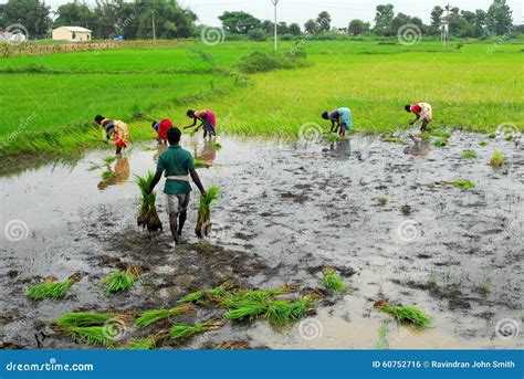 Paddy Field In Tamil Nadu India Editorial Photo Image Of Rice