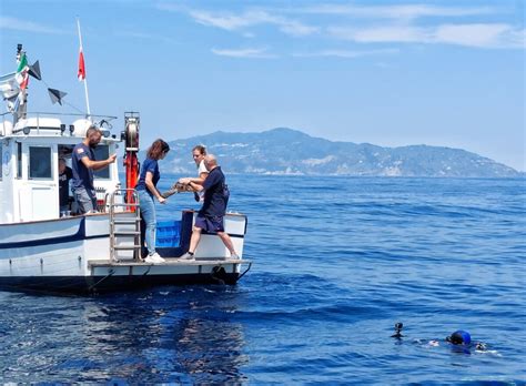 Giornata Mondiale Tartarughe Marine Ischia Liberate Quattro Caretta