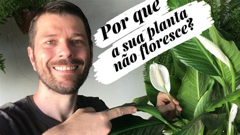 Por que minha PLANTA não FLORESCE 5 motivos YouTube