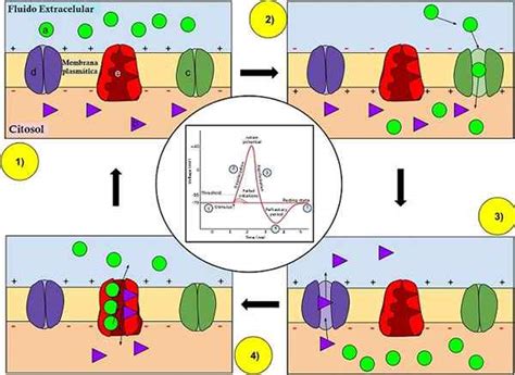 Potentiel D Action De Propagation Et De Phases Learnaboutworld