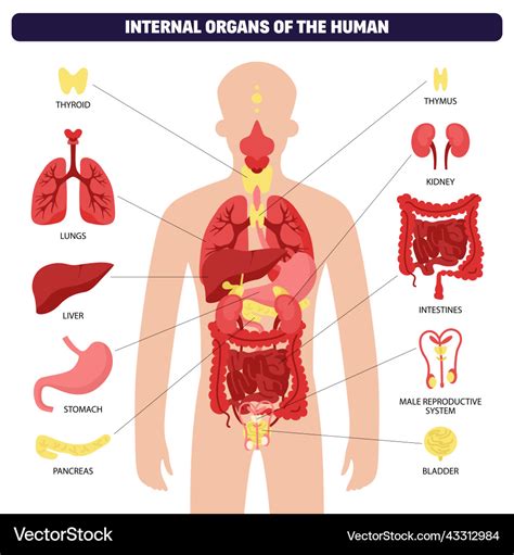 Human Body Organ System Infographic Royalty Free Vector