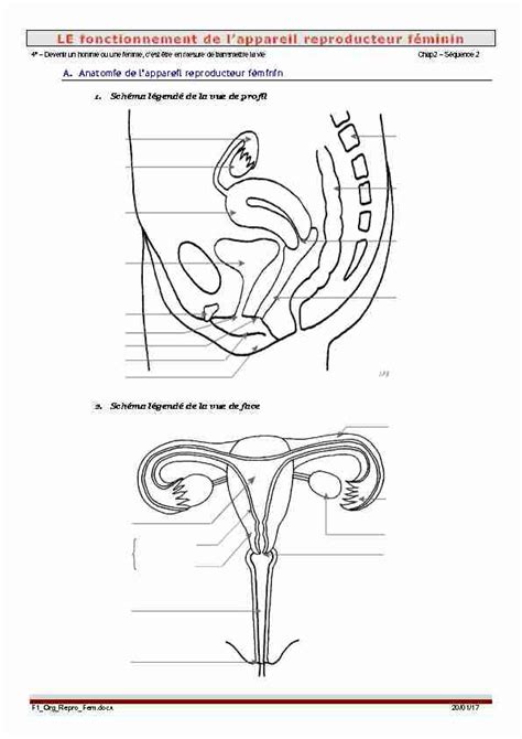 A Anatomie De Lappareil Reproducteur Féminin Pdf