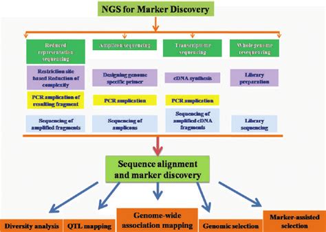 illustration of reduced representation sequencing amplicon sequencing download scientific