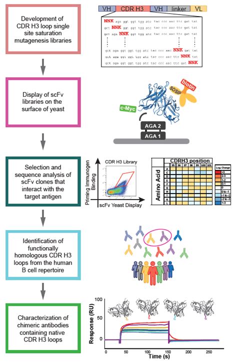 Combined Experimental And Bioinformatic Workflow To Characterize The