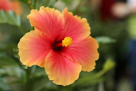 Flor hibisco para que serve benefícios significado e mais