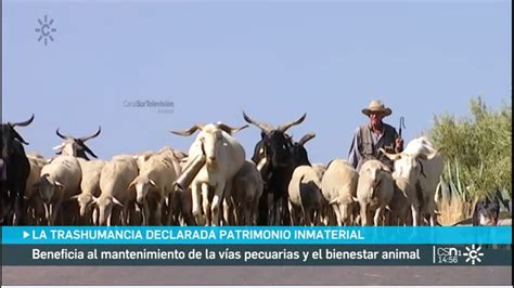 La Trashumancia Declarada Patrimonio Cultural Inmaterial De La