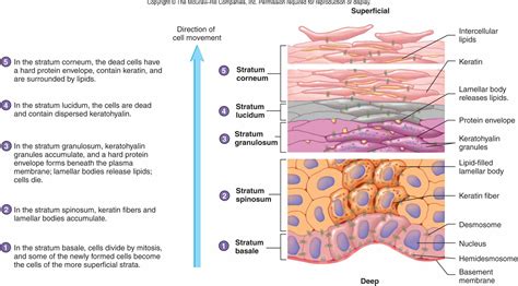 Integumentary System Parts And Their Functions Medicinebtg