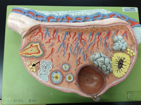 Ovary Model Anatomy Models Labeled Reproductive System Off