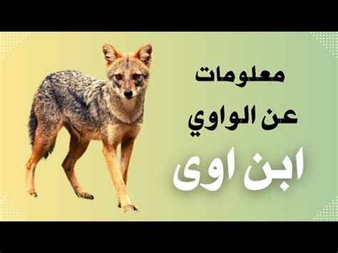 معلومات عن الواوي ابن اوى samirasmadi عالم الحيوان معلومات حقائق