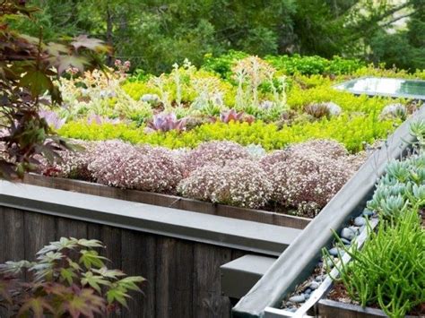 Créer une toiture végétalisée avec du Sedum mode demploi