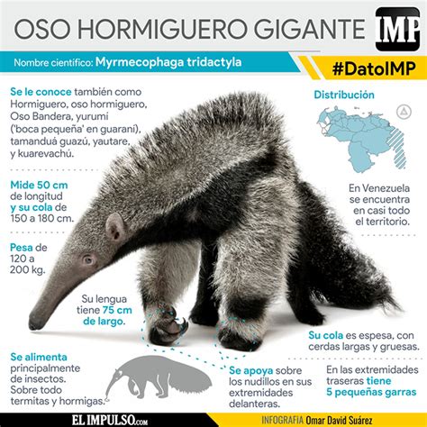 Datoimp El Hormiguero Gigante Es La Especie Con Mayor Distribuci N En