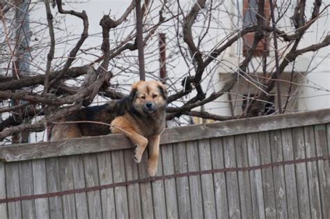 Si Un Perro Se Pierde Puede Regresar Consejos De Expertos