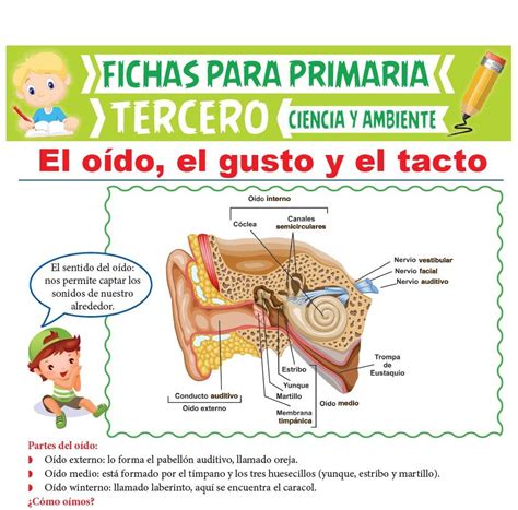 Recursos Para Conocer Los Sentidos Del Gusto Del Tacto Y Del Olfato