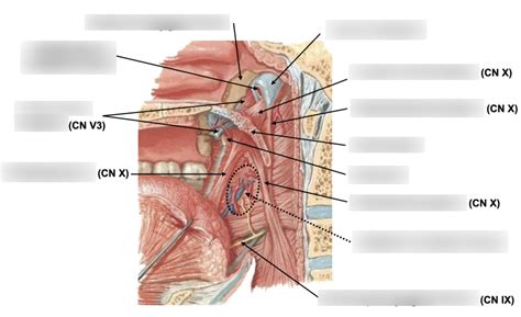 Deep Oral Cavity Diagram Quizlet