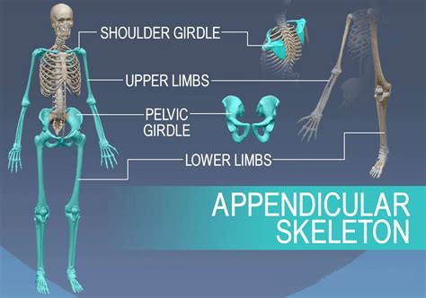 Esqueleto Axial Y Apendicular