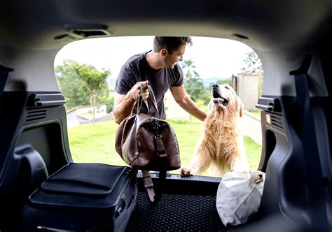 Como Realizar O Transporte De Cachorro No Carro