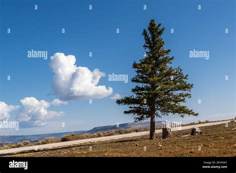 Lone Pine Tree On The Skyline Clear Blue Sky With A Few Floating
