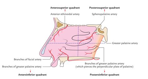 Easy Notes On Nasal CavityLearn In Just 4 Minutes