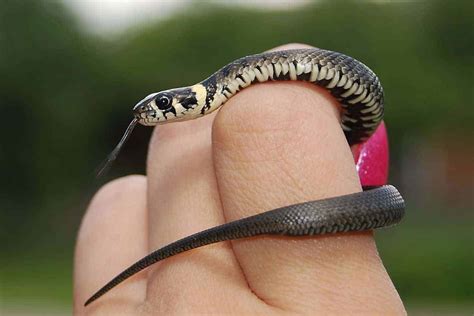 Whats Cute About Pet Snakes Cute Home Pets