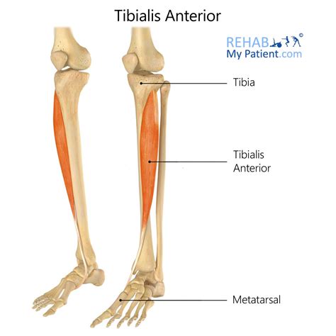 Tibialis Anterior Rehab My Patient