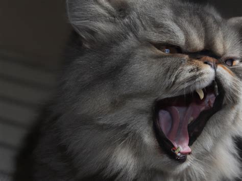 Perchè il gatto miagola di notte cause e rimedi Petstory it