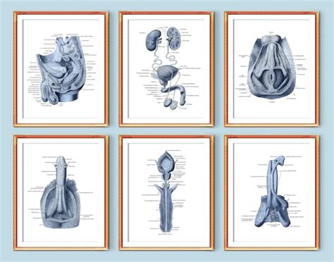Organes génitaux masculins Anatomie Affiches dart Système Etsy France